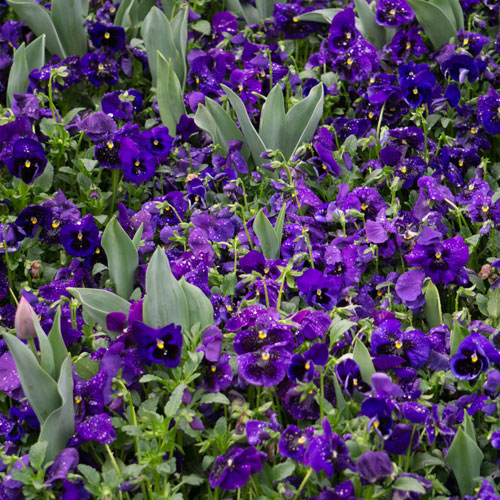 Riot of colour - Seniors Today