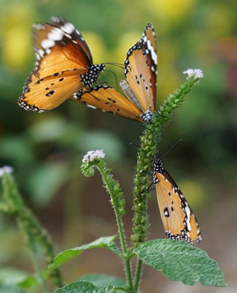 Statue of Unity: The Tallest Tribute - Seniors Today