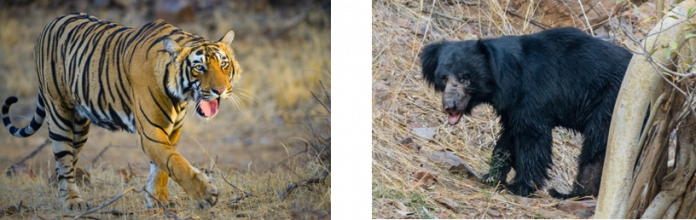 Untamed Beauty & Wildlife Majesty - SeniorsToday