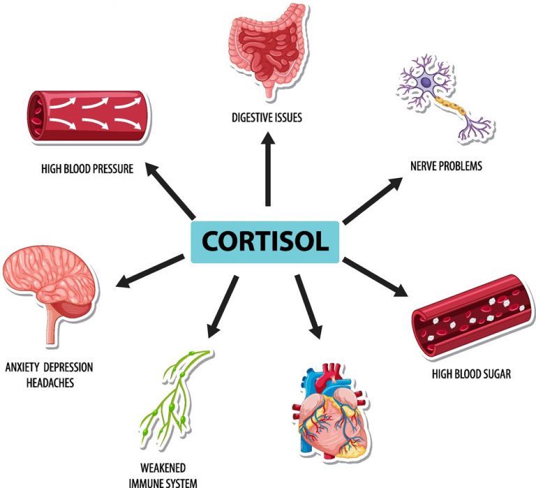 Cortisol: Why your health depends on this hormone - Seniors Today